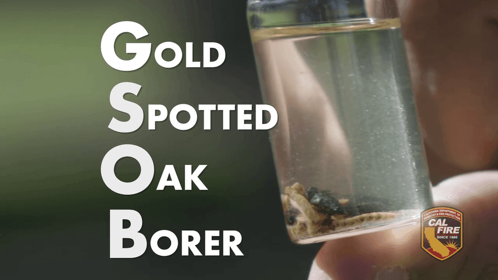 Fire department seeks public reports of goldspotted oak borer signs in ...
