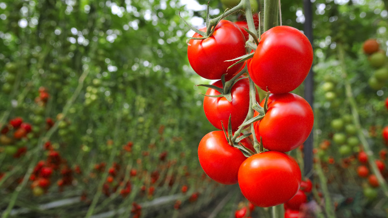 14 mistakes everyone makes when cooking tomatoes, according to a chef