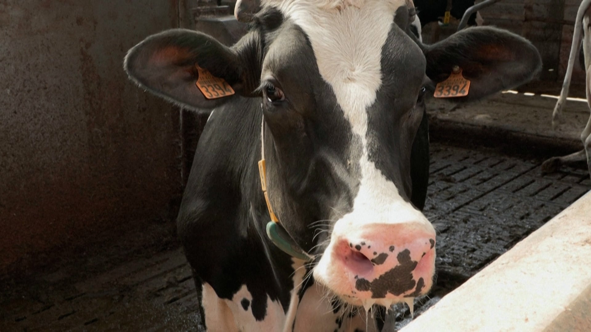 How farmers keep cows cool during heatwave