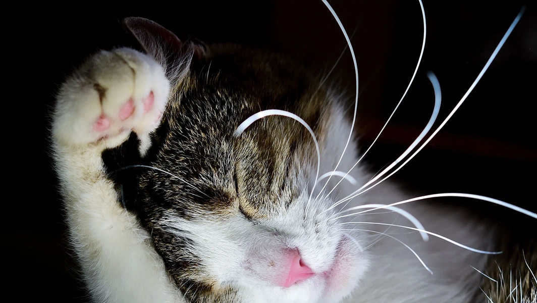 How cats communicate through vocalizations