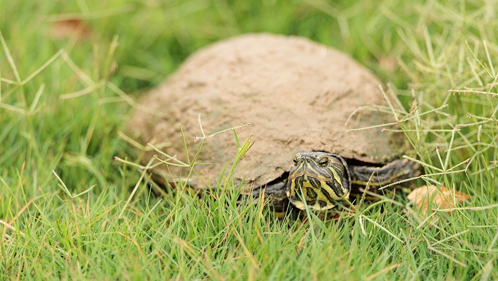 Experts issue new turtle road-crossing safety guidance