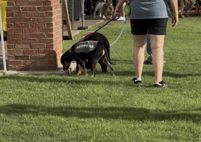 Paws Humane brings 8th annual Barks and Blues Music Festival to Columbus