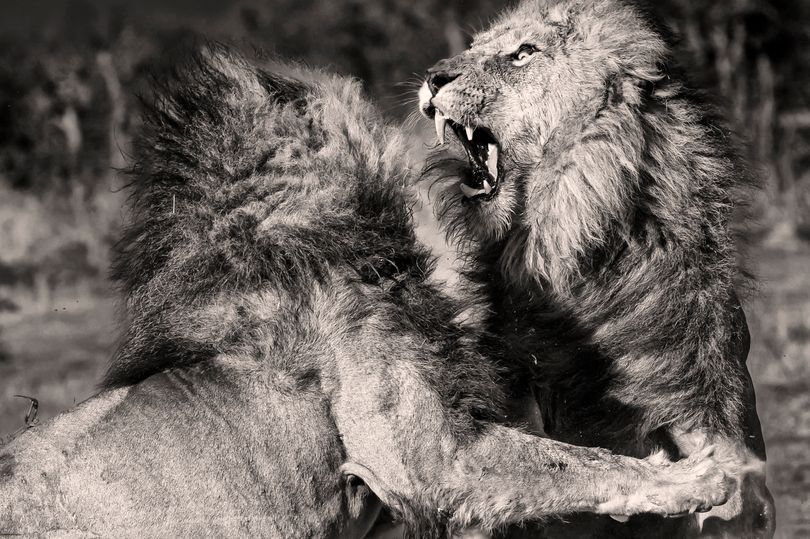 Former North East firearms officer's wildlife photography on show after ...