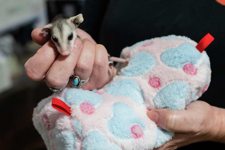Storms send hundreds of orphaned baby animals to Georgetown wildlife center