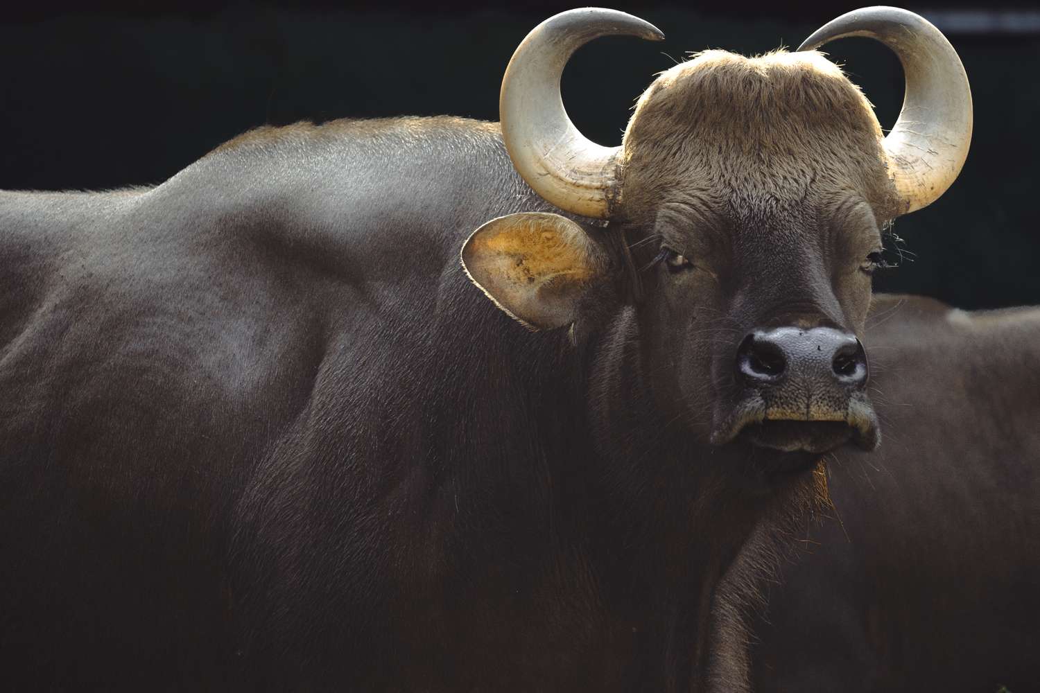 Man gored to death and another injured in 2 separate buffalo attacks ...