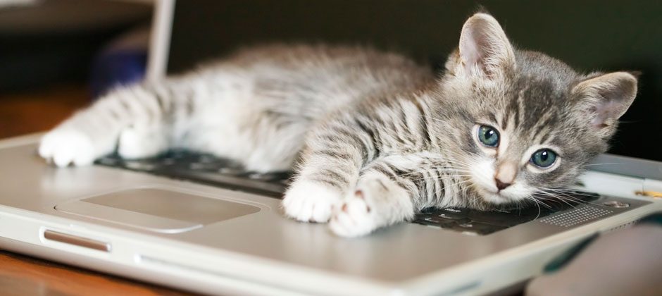 The (not so cute) reason your cat loves sitting on your laptop