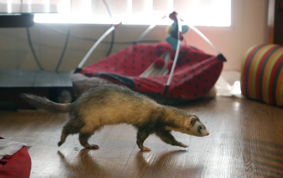 Ferret care tips every future owner needs