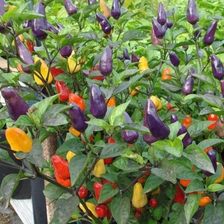 The genius edible planting advice I took from Gardeners' World this week