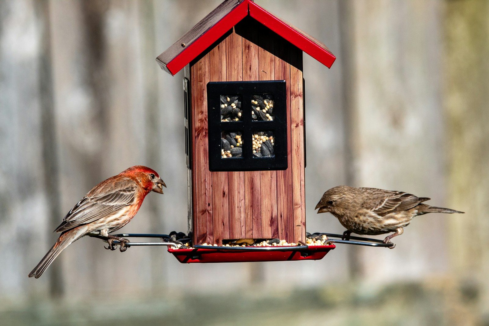Why experts are warning people about bird feeders right now