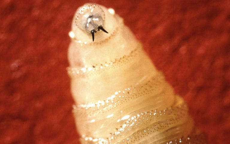 Flesh-eating parasite that infests humans and pets found just a few ...
