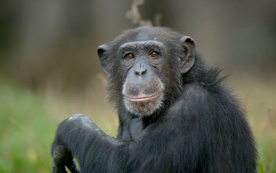 Wild chimpanzees filmed sharing fermented fruit in rare first