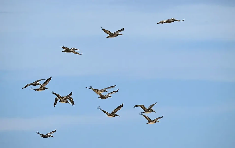Texas highlights prime summer birdwatching destinations
