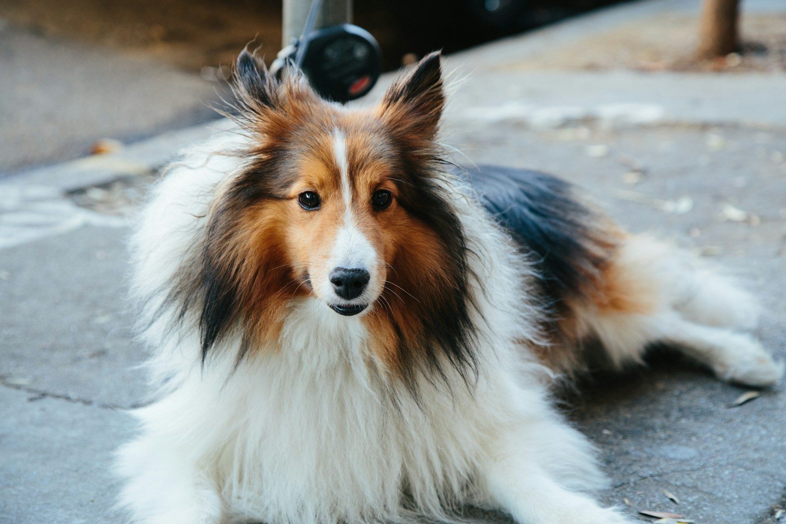 6 celebrities who formed unforgettable bonds with adopted animals