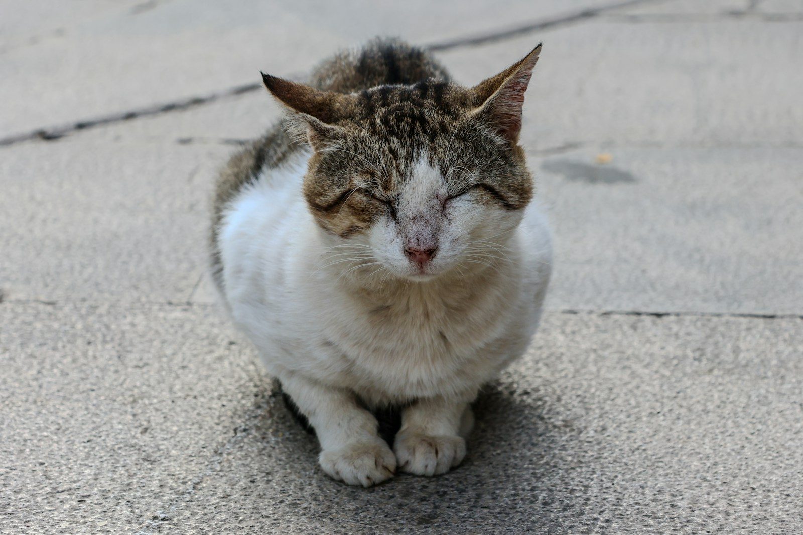 How a disabled kitten learned to walk against all odds