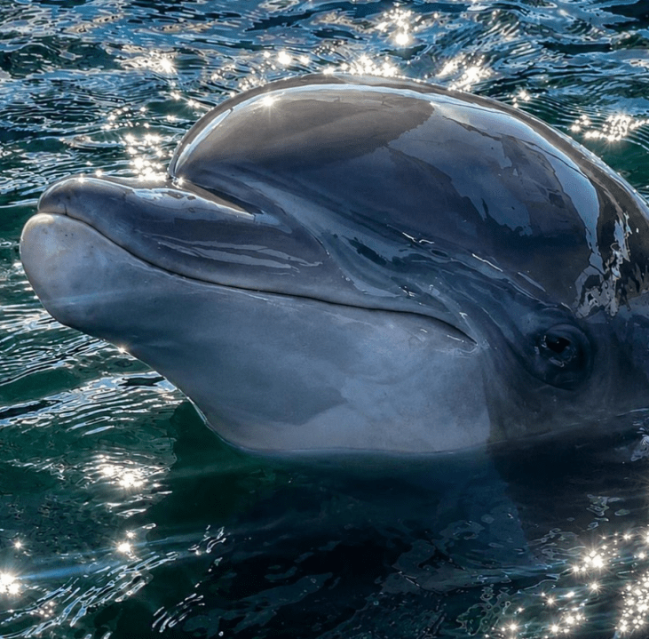 SeaWorld San Diego mourns loss of 39-year-old dolphin Dottie