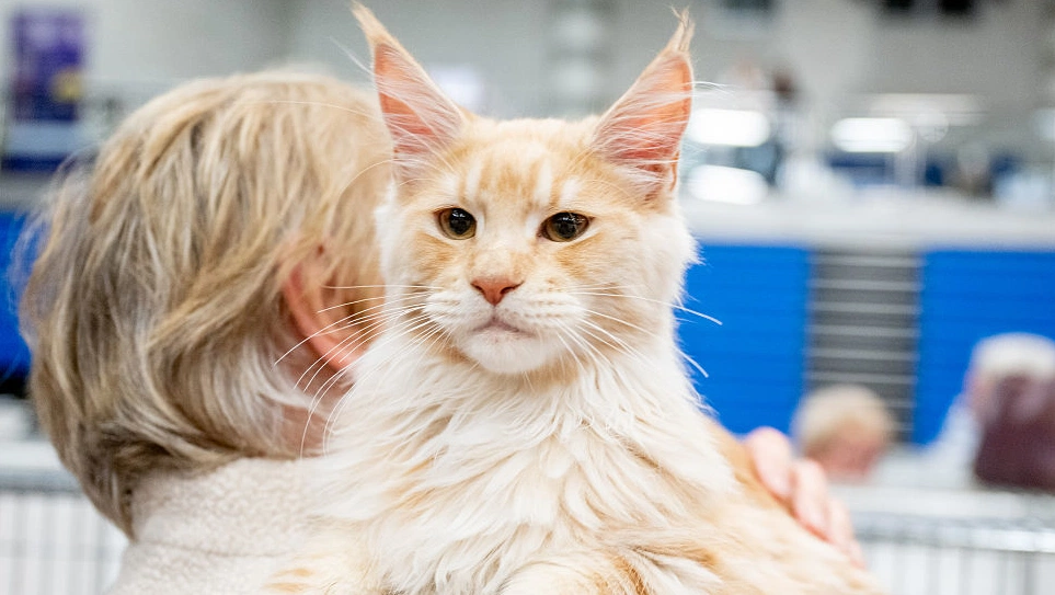 Living with a gentle giant Maine Coon