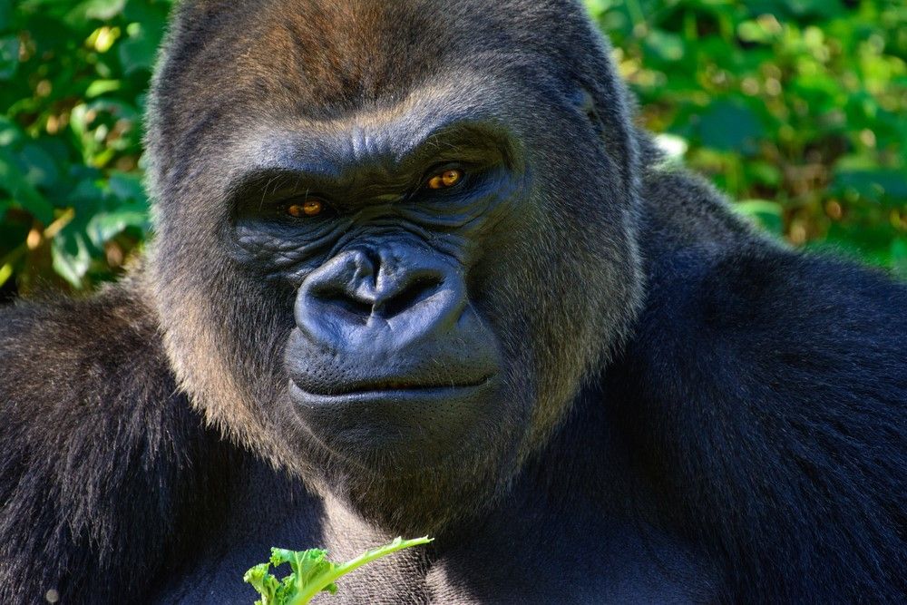 The most endangered species in the world