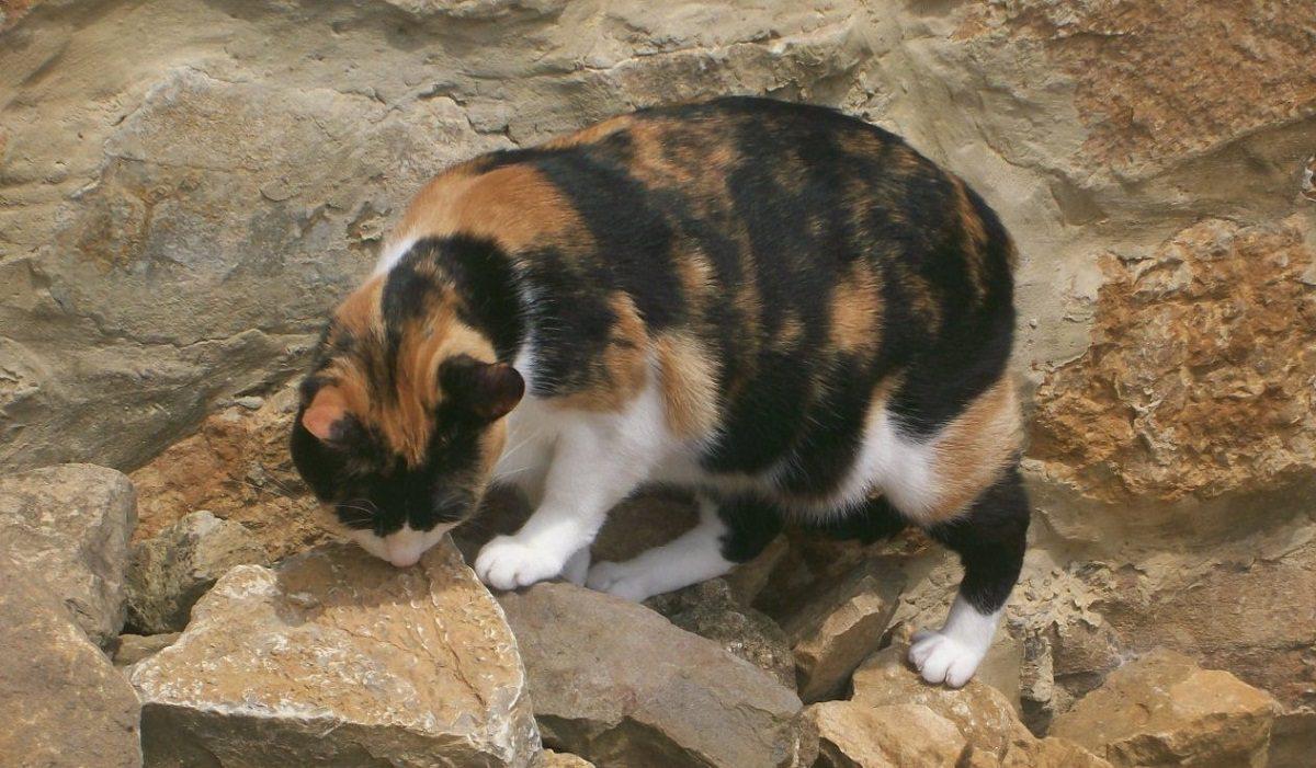 Feromonas felinas en gatos: qué son, tipos y cómo ayudan a tu minino