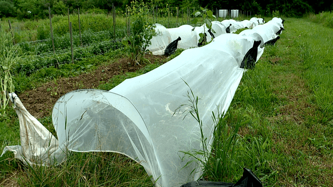 WNC family transforms Helene-ravaged property into community farm