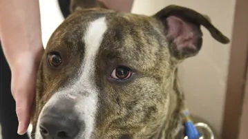 Raising a happy, well‑mannered pit bull
