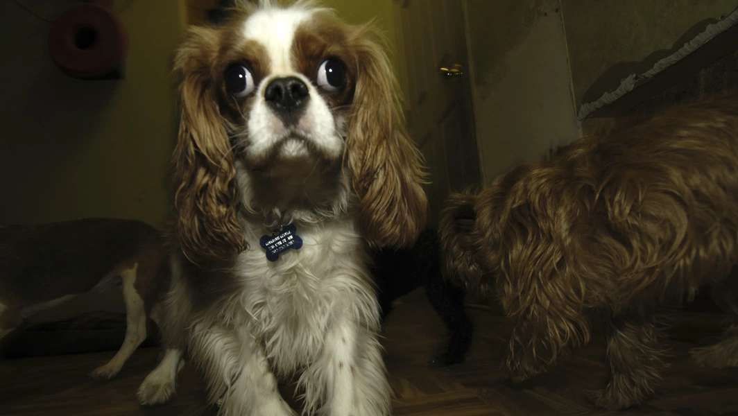 13 calm and well-behaved dog breeds