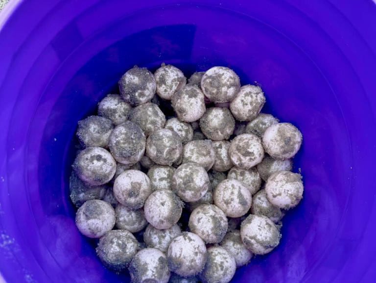 Over 100 sea turtles eggs relocated to secluded area in Myrtle Beach