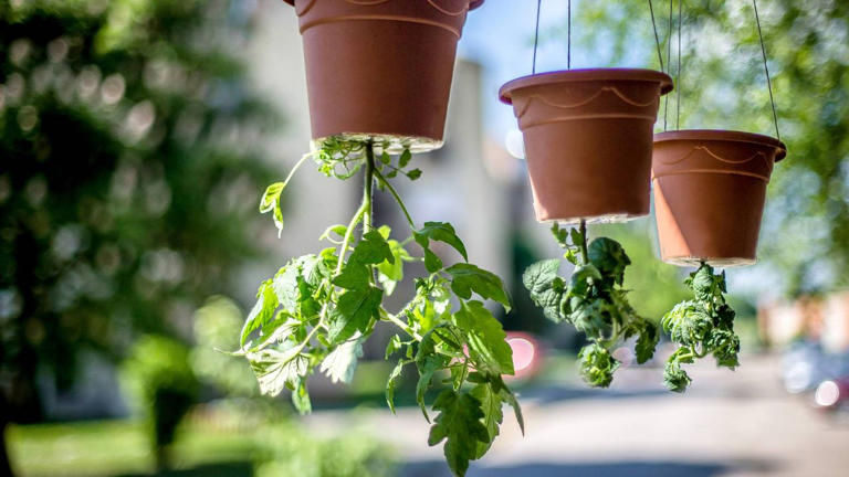 Upside down plants – turn your garden on its head to maximize small ...