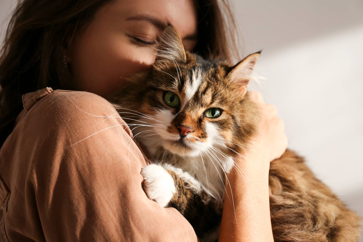 Researchers discover house cats could advance cancer treatment research