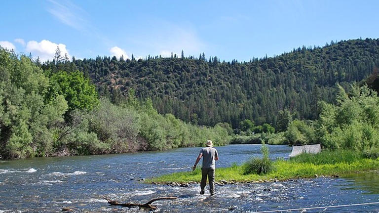 Forget Redwood National Park, visit this California national forest ...