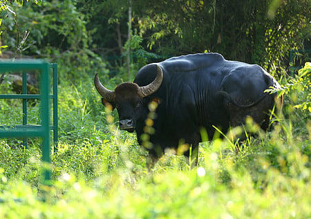 Indian gaur dies after fall near Yercaud ghat road