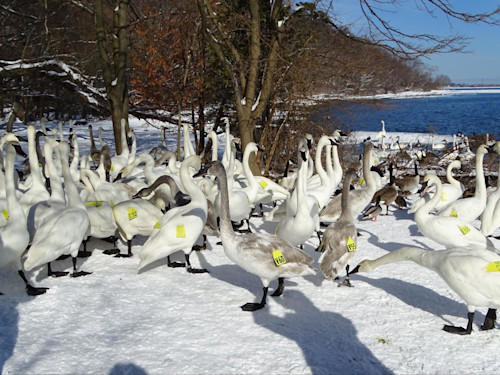 The unsung hero behind one of Canada’s greatest wildlife comeback stories
