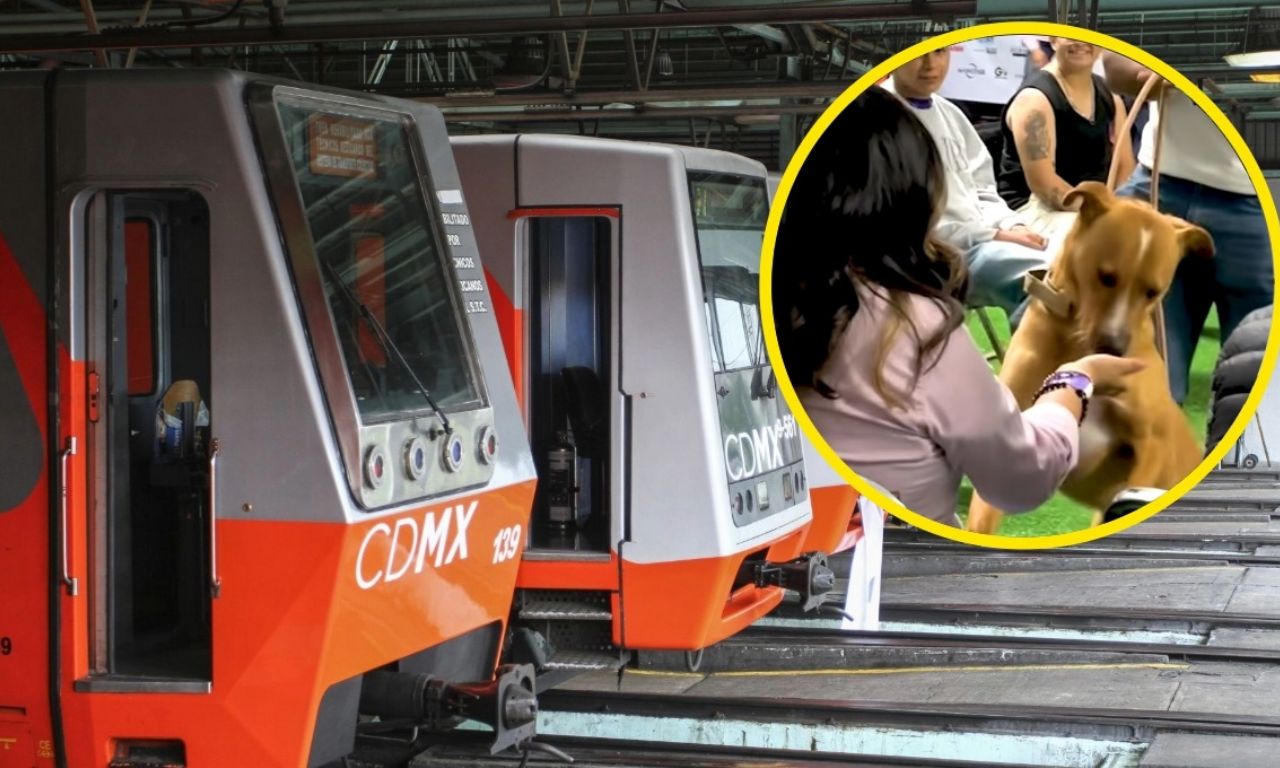 Así eligieron perritos del Metro de CDMX a sus nuevos dueños | Video
