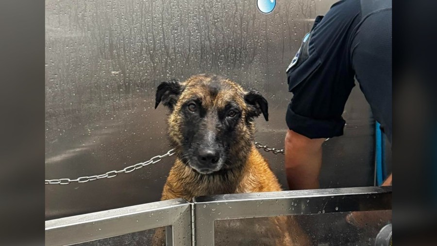 Longmont police K-9 runs into stinky suspect