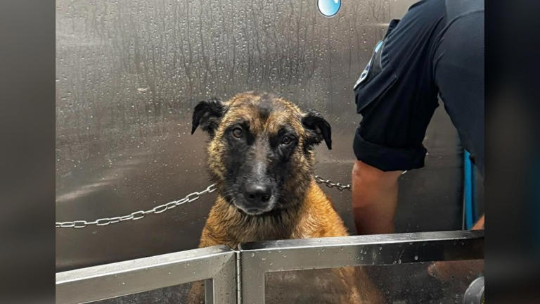 Longmont police K-9 runs into stinky suspect