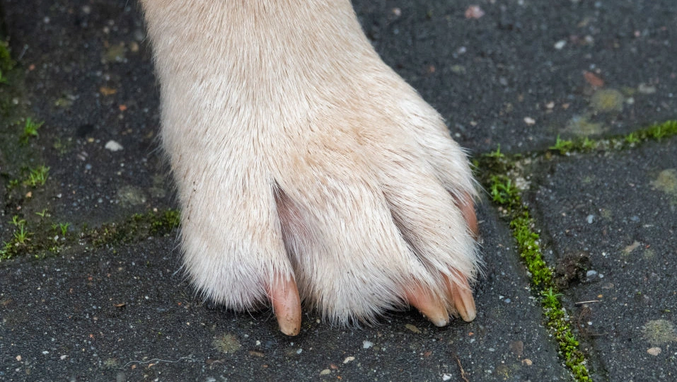 Understanding why dogs put their paw on you