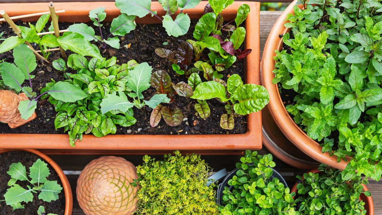 Want to keep your vegetable garden thriving in the heat? This self ...