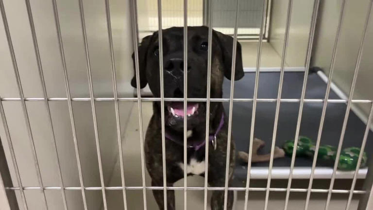 Milwaukee stray dog bite; experts urge caution helping animals