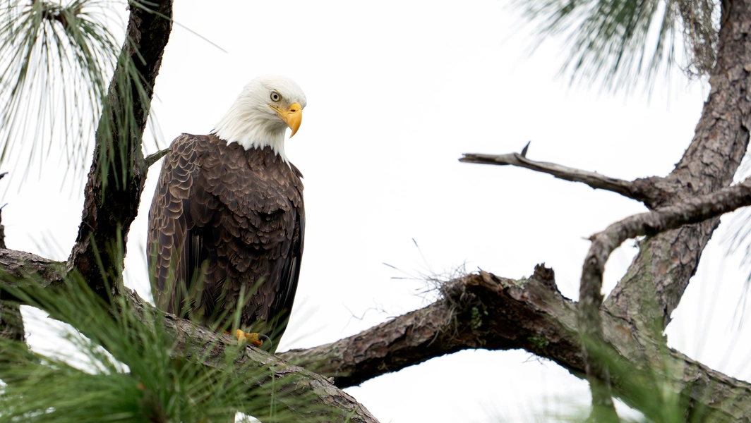 7 US states with thriving bald eagle populations