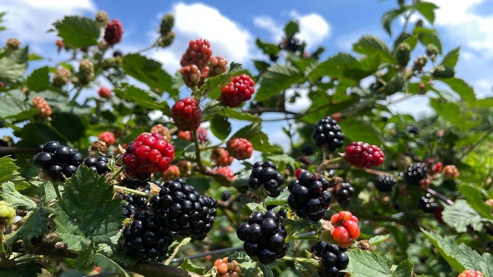 Fresh blackberry season arrives at Joe’s Farm this week