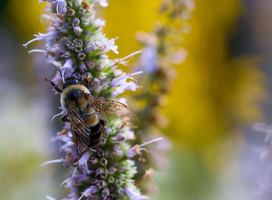 Rare, endangered bee gets habitat protection across 6 states: Here’s where