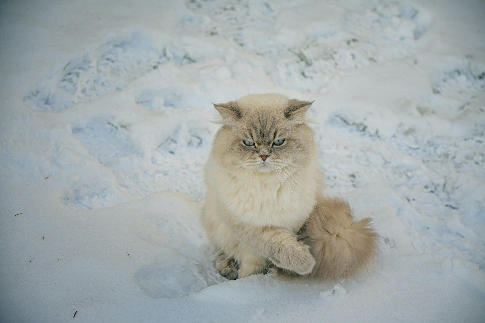 How a frozen block of ice became a purring miracle