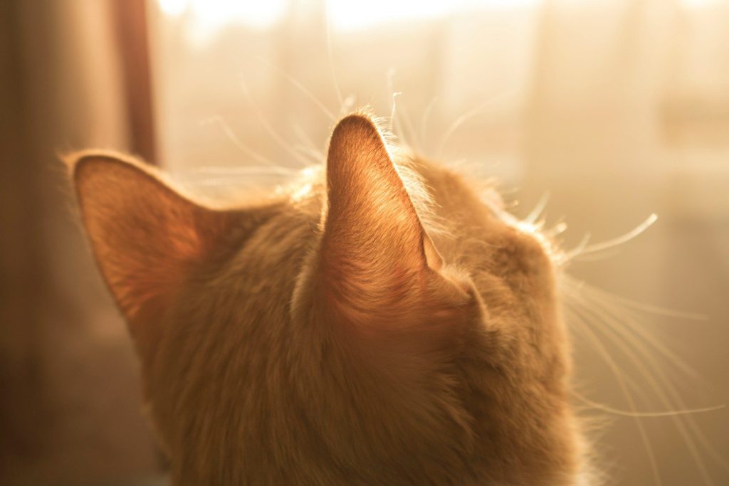 The real reason cats run when they hear babies cry