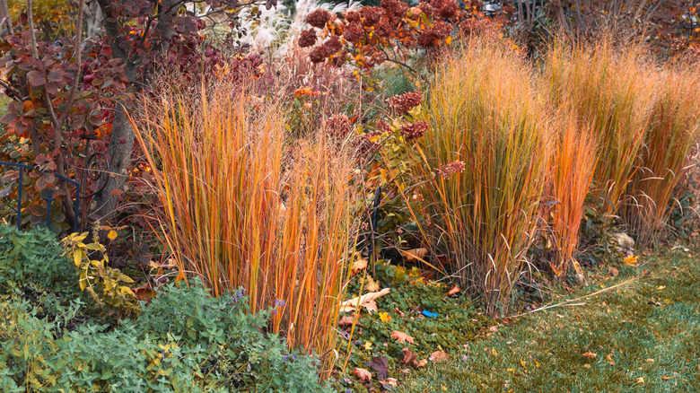 All of the advantages to growing ornamental grasses in your yard and garden