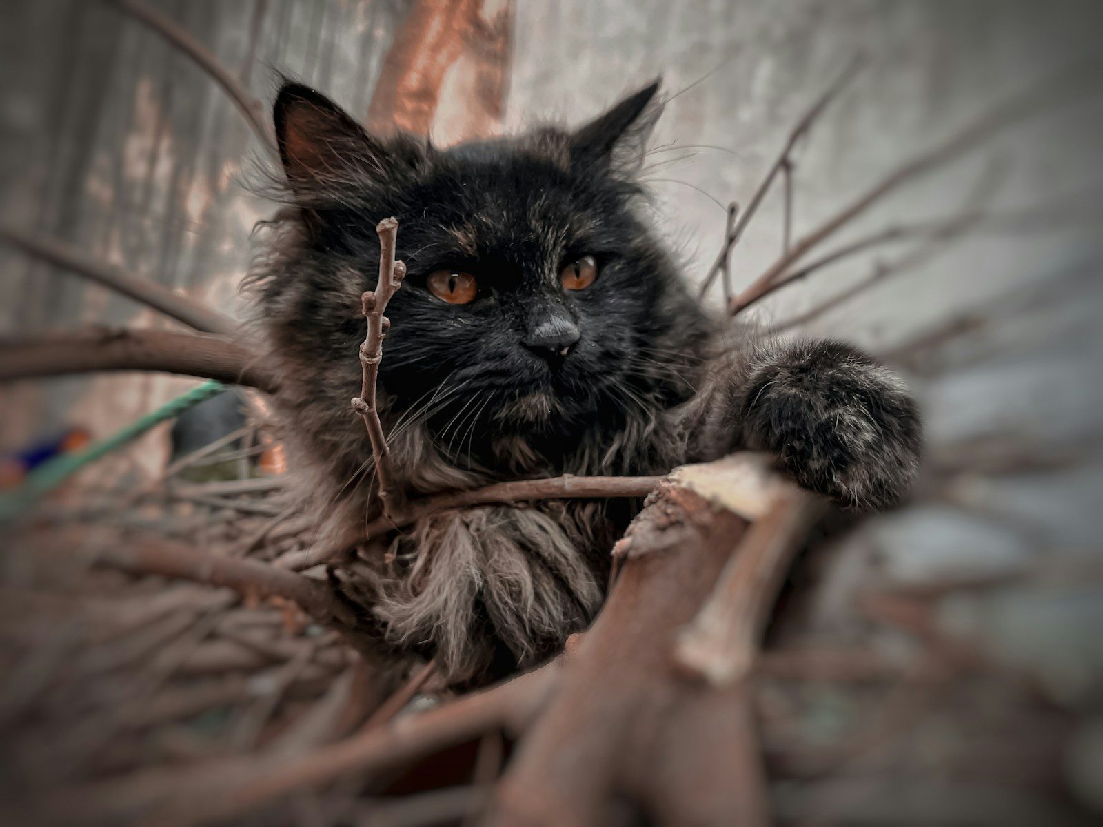 How one rescued kitten got her own miniature forest playground