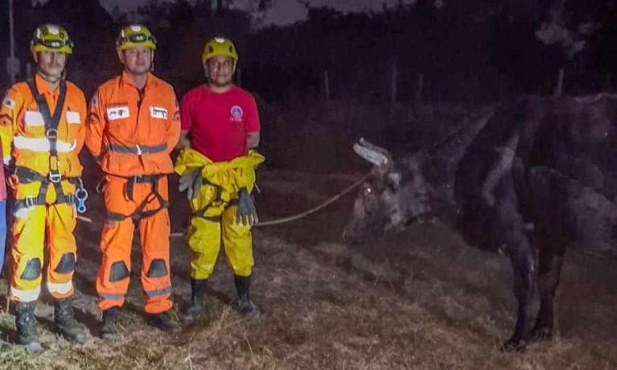 MG: vaca cai em fossa e é resgatada pelo Corpo de Bombeiros em Januária