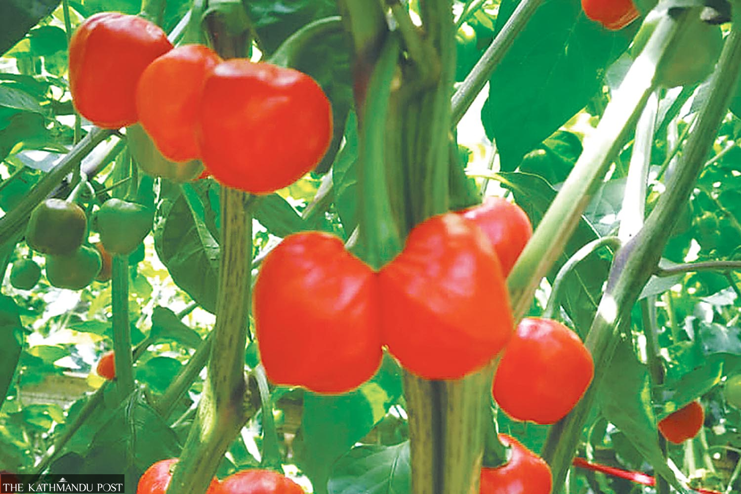 Farmers can't beat monkeys. They change crops instead