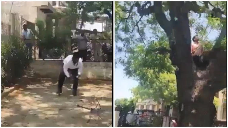 Monkey snatches bag with Rs 2 lakh, climbs tree, sparks cash rain ...