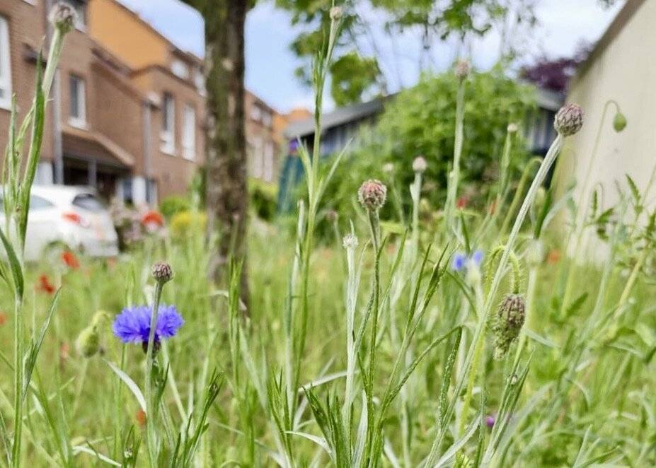 SPD will ökologische Grünflächenpflege