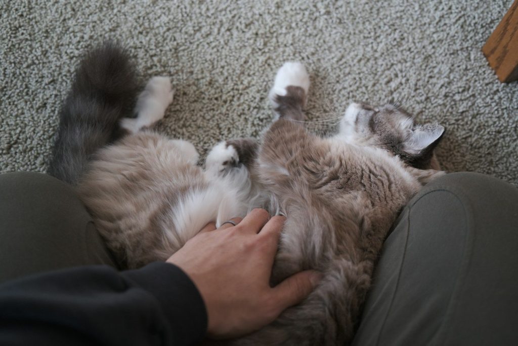 Why does your cat point their backside directly at your face?