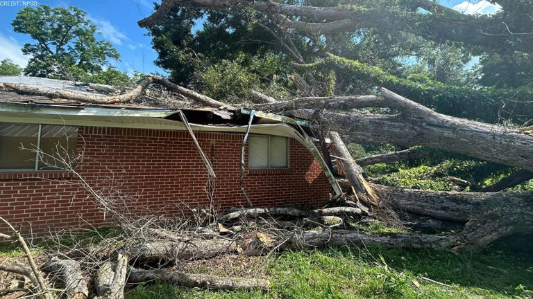 Large tree falls on Campti home